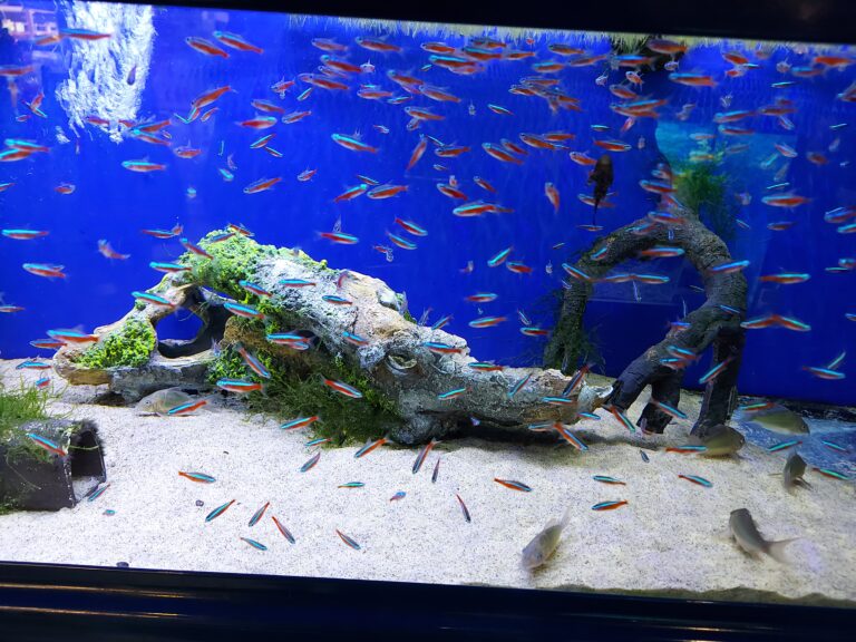 How Many Tetras for Different Tank Sizes: A Comprehensive Guide – The ...