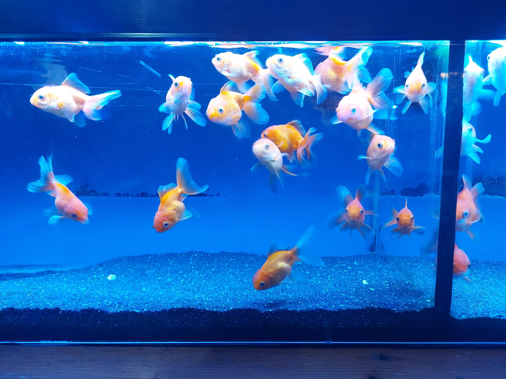 Does UV Light Harm Goldfish? Understanding the Effects of UV Light on ...