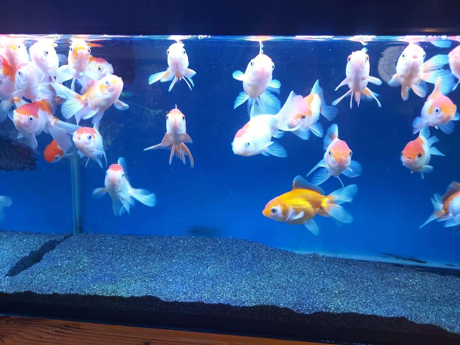 What is a Pregnant Goldfish Called? All You Need to Know – The Fish ...