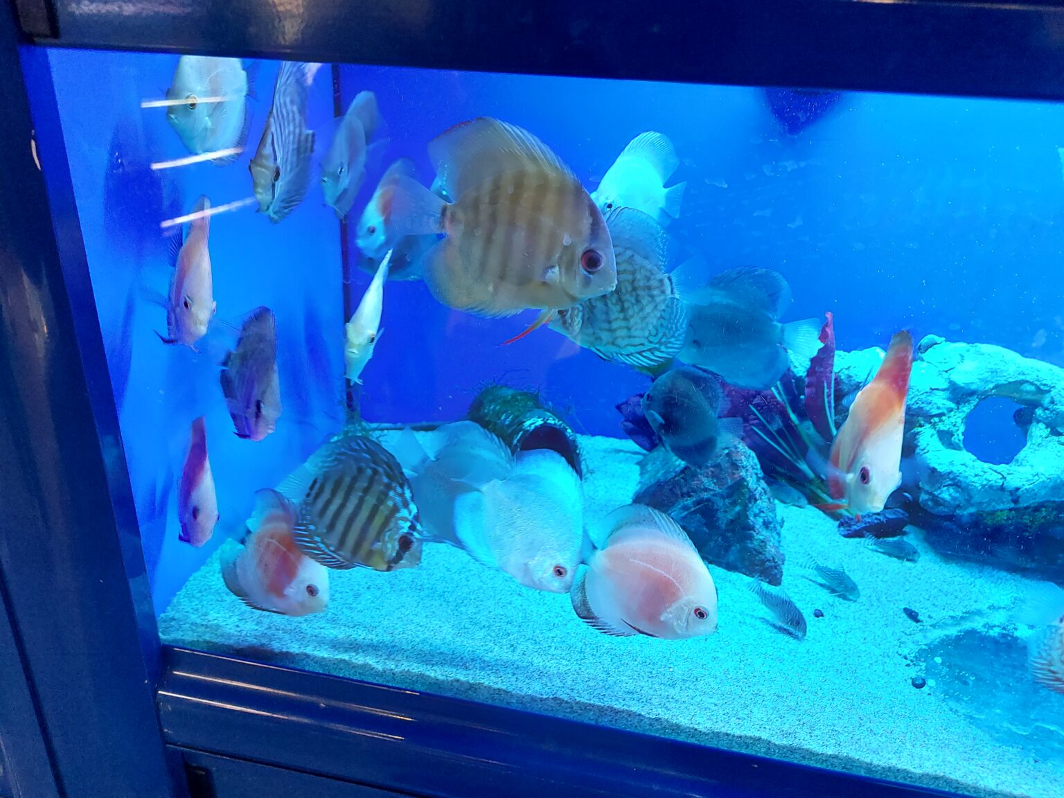 Do Fish Sleep: Unraveling the Mystery Behind Aquatic Slumber – The Fish ...