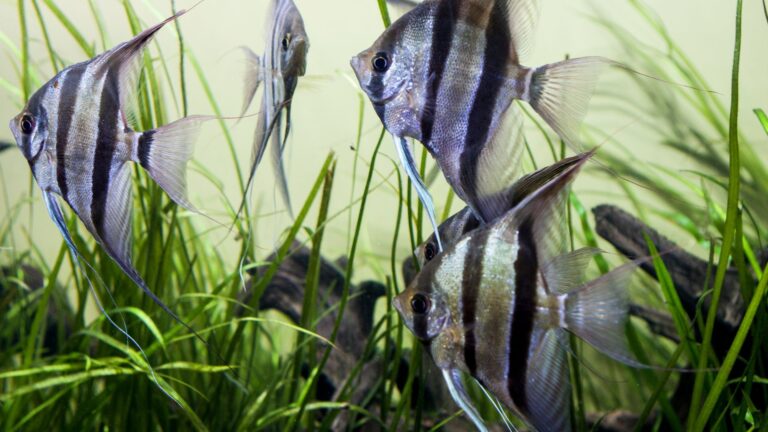 Angelfish – The Fish Keeping & Aquarium Guide.