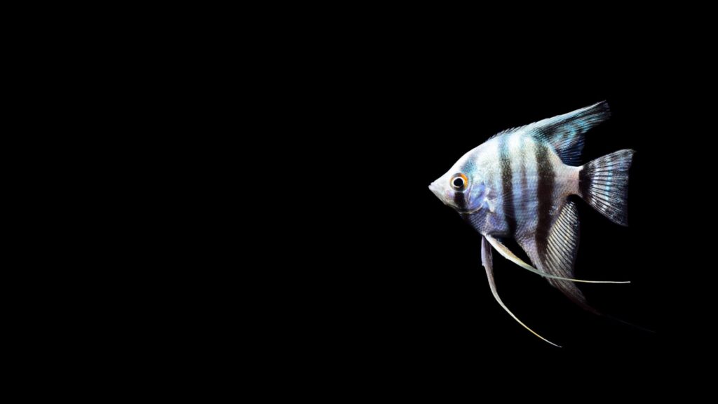 Angelfish – The Fish Keeping & Aquarium Guide.