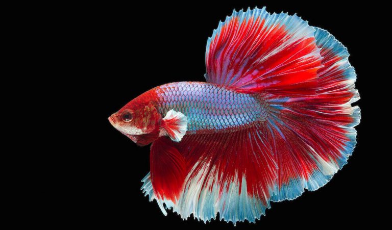 Average Life Span of Betta Fish - The Fish Keeping & Aquarium Guide.