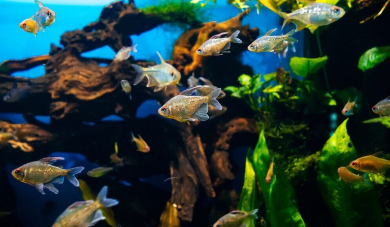 Best Bio Filter Media For Freshwater Aquarium – The Fish Keeping ...