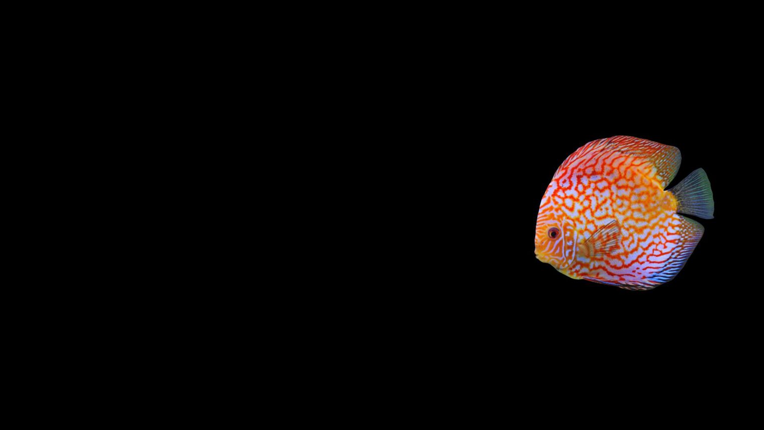 Discus Fish – The Fish Keeping & Aquarium Guide.