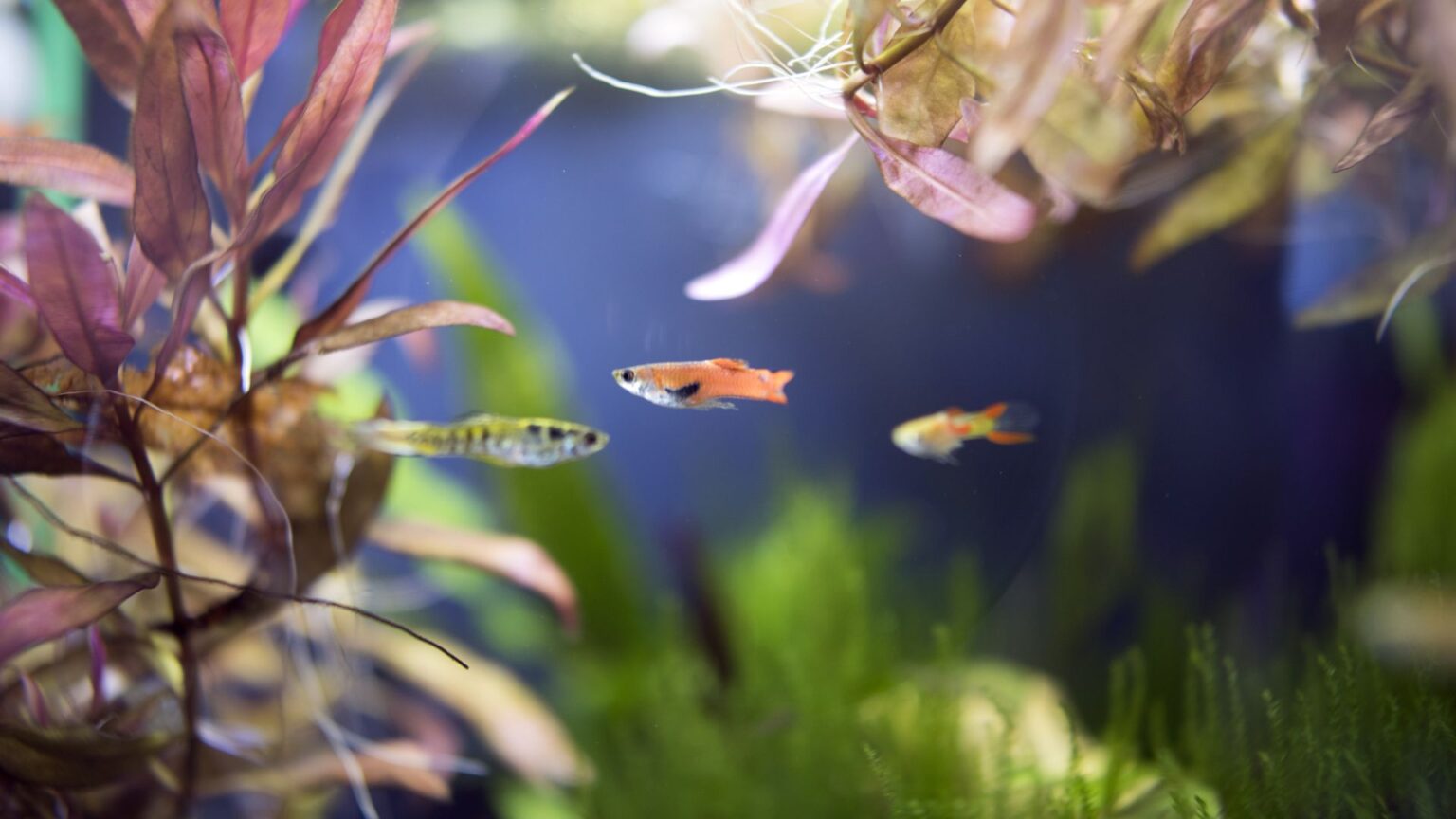 Top Fish for a Healthy 5-Gallon Aquarium