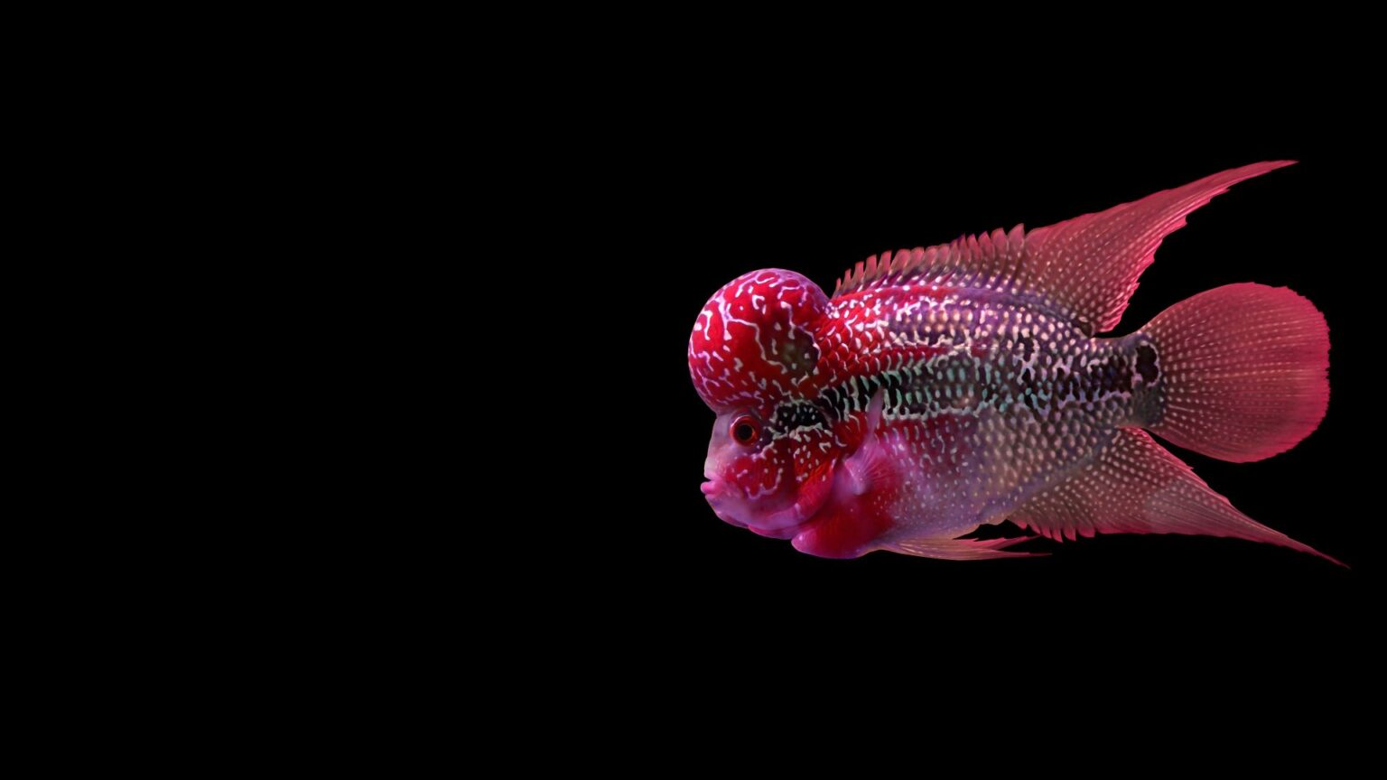 Flowerhorn Cichlid – The Fish Keeping & Aquarium Guide.
