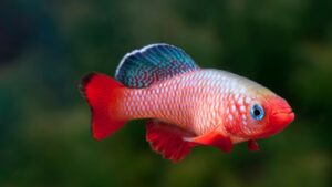 Killifish – The Fish Keeping & Aquarium Guide.
