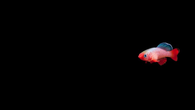 Killifish – The Fish Keeping & Aquarium Guide.