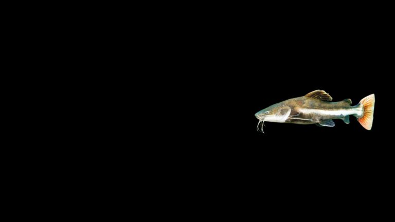 Redtail Catfish – The Fish Keeping & Aquarium Guide.