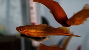 Swordtail – The Fish Keeping & Aquarium Guide.