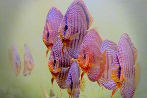 What Do Discus Fish Eat: A Comprehensive Guide – The Fish Keeping ...
