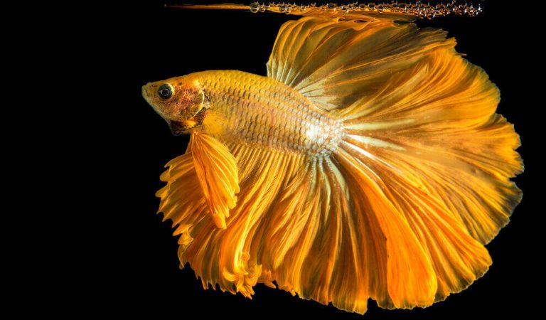 Betta – The Fish Keeping & Aquarium Guide.