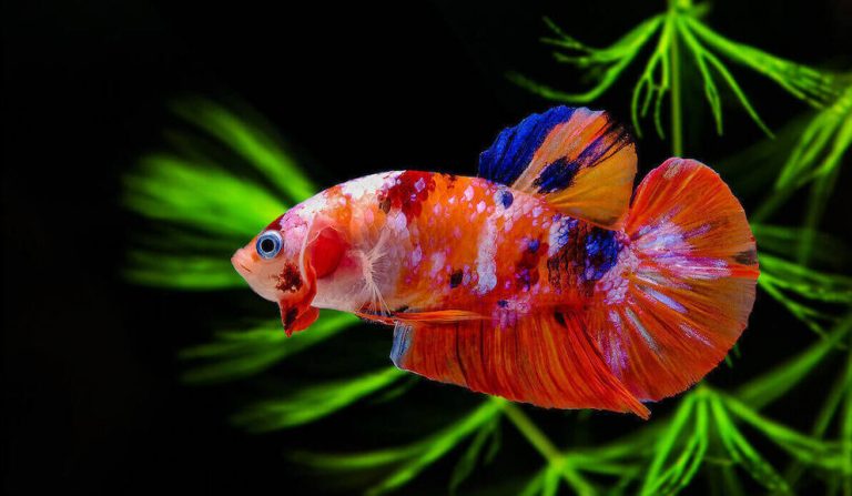 Best Floating Plants for Betta – The Fish Keeping & Aquarium Guide.