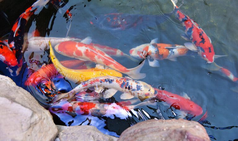 Can Koi Fish Survive Winter in Outdoor Pond? – The Fish Keeping ...