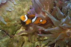 Can Clownfish Change Gender Multiple Times? Exploring the Fascinating ...