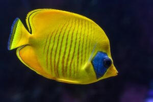 Fish in Shock After Water Change: Causes and Solutions – The Fish ...