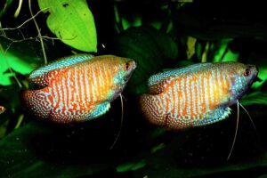 What Do Gourami Fish Eat: A Comprehensive Guide – The Fish Keeping ...