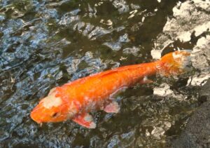 Why Is My Koi Fish Tail Bent? Understanding the Causes and Solutions ...