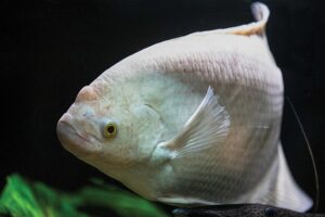 Why Do Kissing Gourami Fish Kiss? The Fascinating Reason Behind Their ...