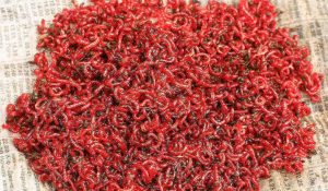 What are Bloodworms? – The Fish Keeping & Aquarium Guide.