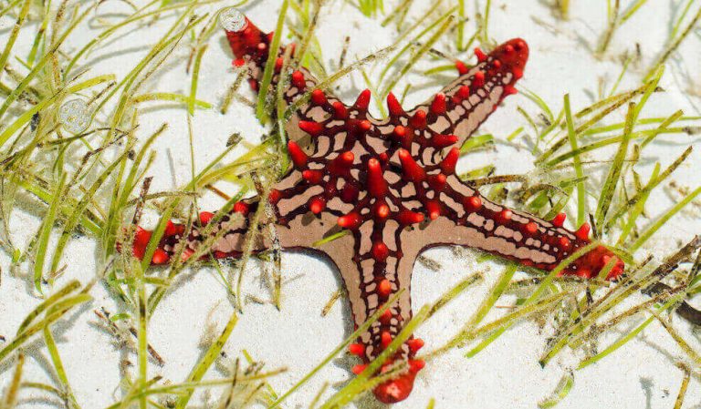 What do Starfish Eat? – The Fish Keeping & Aquarium Guide.
